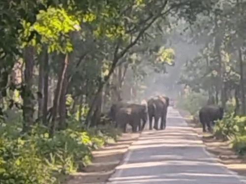 A herd of elephants blocked the Dudhwa-Gauriphanta road.