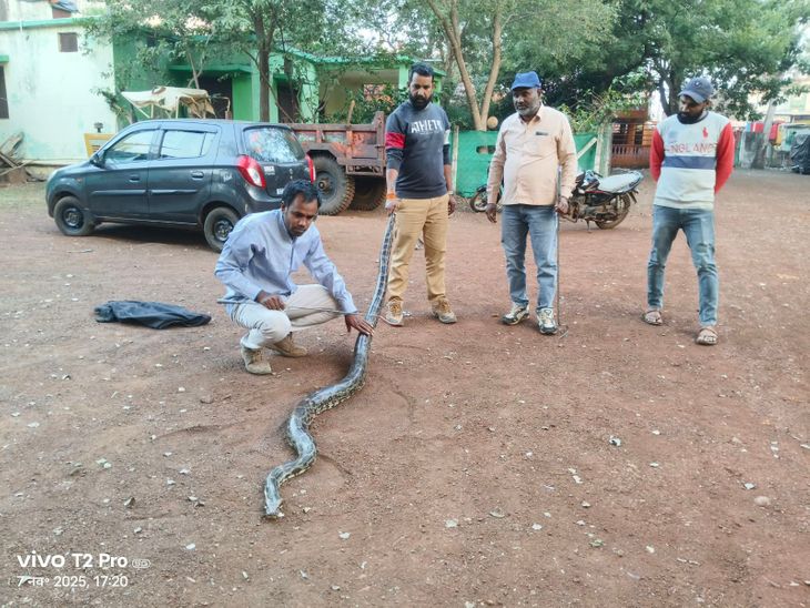 An 11-foot python found in a field, rescued and released into the wild ...