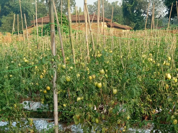 Grafted crops are beneficial for farmers in Sonbhadra