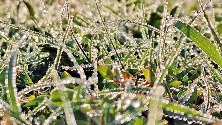 The night temperature was 10 degrees, so dew started falling. | रात का ...