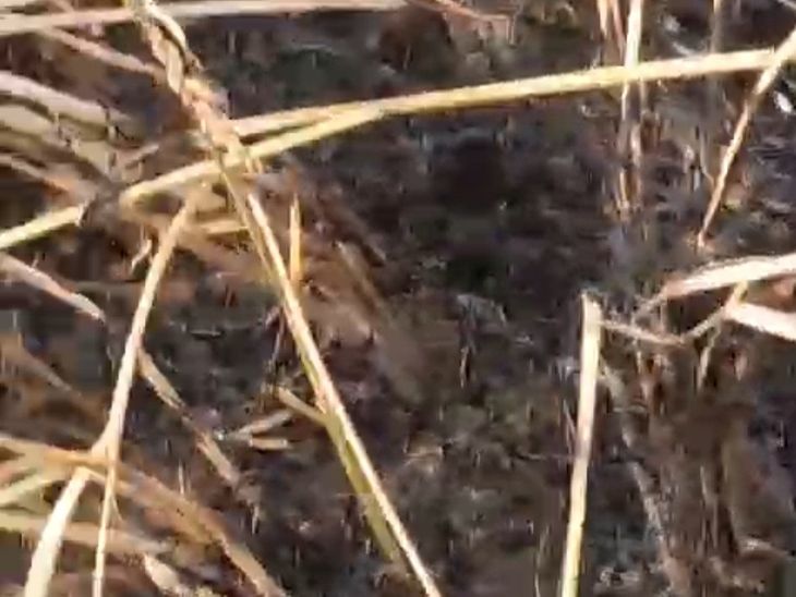 Paddy destroyed by fire in farmer's field