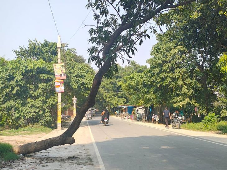 Mango tree leaning at Babhanouli intersection | बभनौली चौराहे पर झुका ...