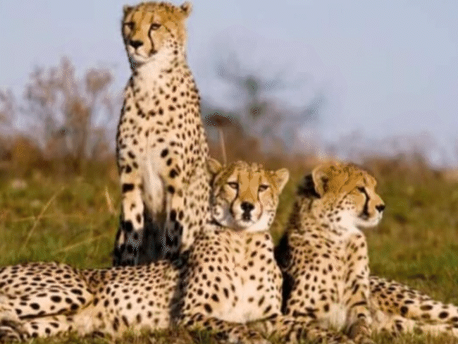 Muhali range of Durgawati Tiger Reserve will become home to cheetahs