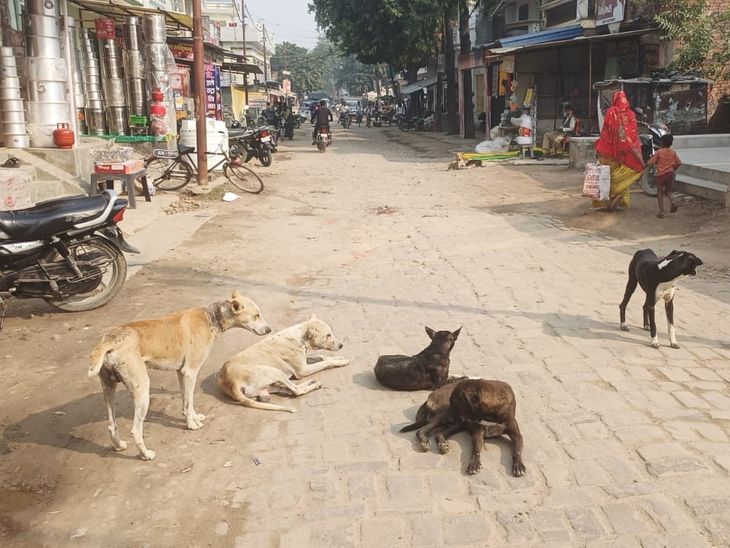 Stray dogs create havoc in Mardah | मरदह में आवारा कुत्तों का आतंक ...