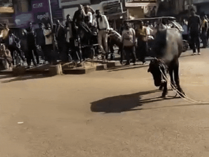 Buffalo from Punjab goes out of control in Shivpuri | पंजाब से आया भैंसा शिवपुरी में बेकाबू: चार ...