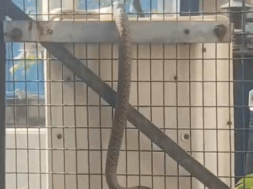 An 8-foot-long snake was found in a society in Ghaziabad.