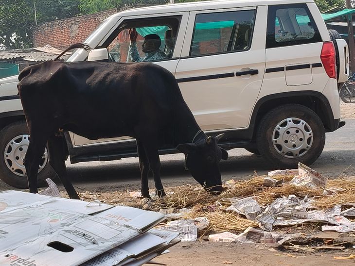 Bhadohi: Stray animals create havoc at Vivekananda Square | भदोही में ...