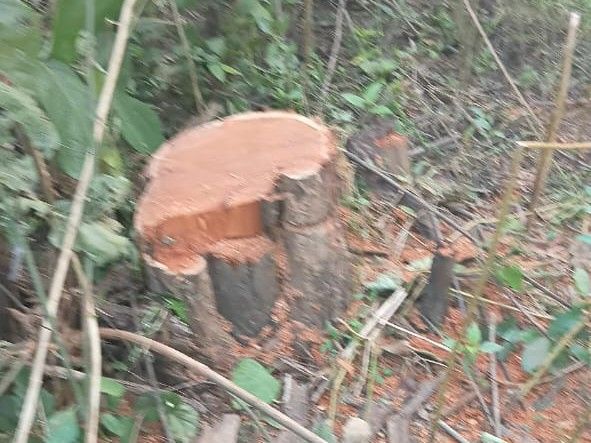 Four catechu trees were cut in the Myorpur forest.