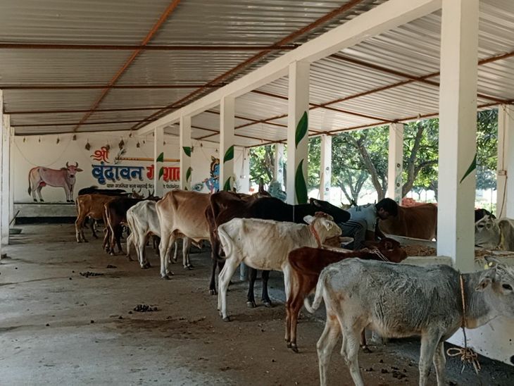 New Vrindavan Gaushala started in Gajraula Saharai