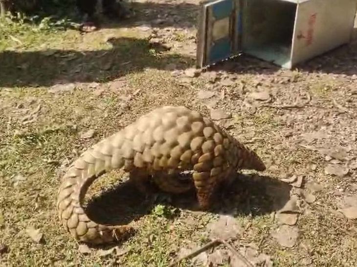 Pangolin enters farmer's kitchen in Balaghat