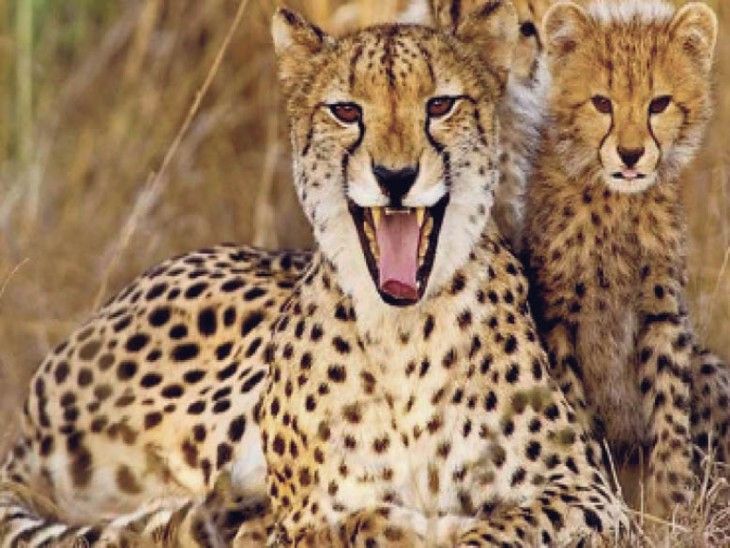 Botswana handed over 8 cheetahs to India; they will arrive in Kuno next ...