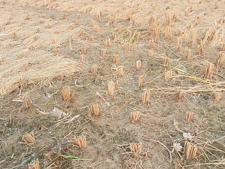 Bones found in a paddy field in Bachhrawan | बछरावां में धान के खेत में ...