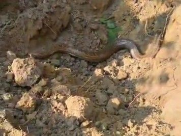 An 8-foot python was found during the excavation of a pit.