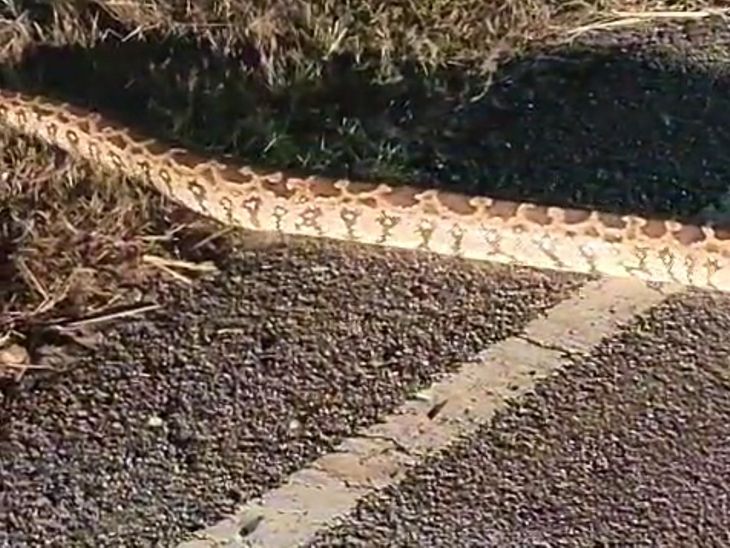 Giant 5-Foot Python Spotted on Morena Highway, Traffic Stops | मुरैना ...