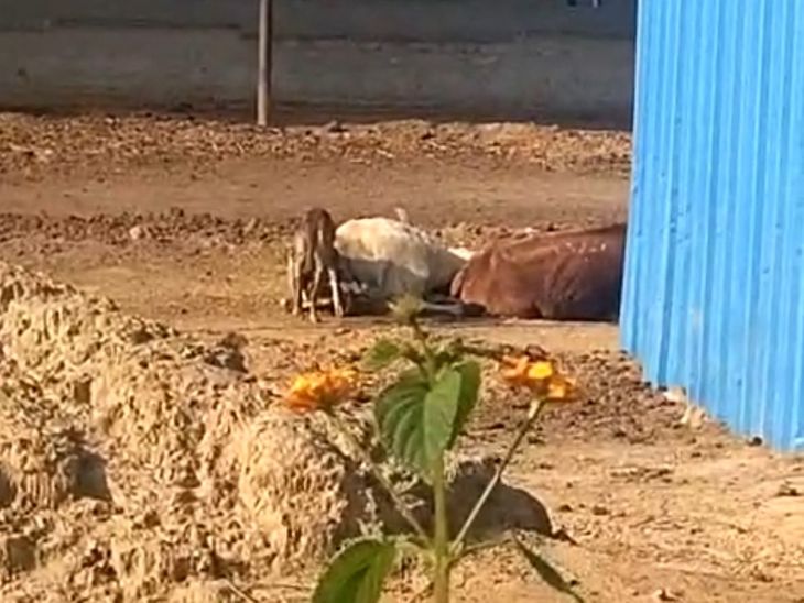 Death of cows in Hardoi cowshed,