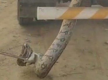 Giant python found in Haraiya