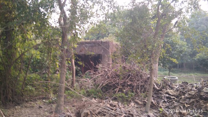 The government tube well in Chhatauna is almost dead, a plea has been ...