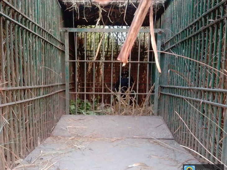 Leopard spotted in Mahsi, villagers panicked