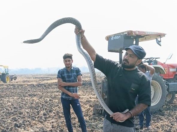 An 8-foot snake was spotted in a field in Itarsi. | इटारसी में खेत में ...