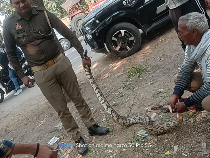 7-foot python found in Achhnera