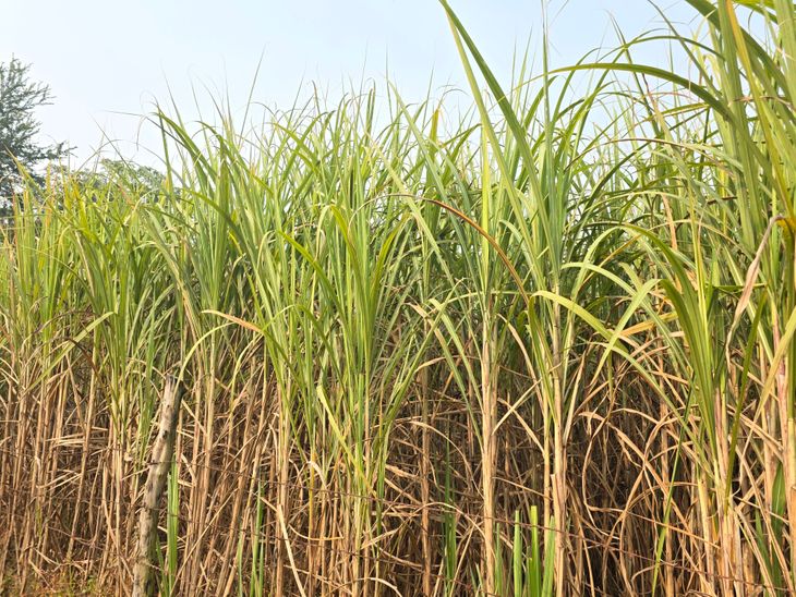 Bajaj Sugar Mills owes Rs 109 crore for sugarcane payment
