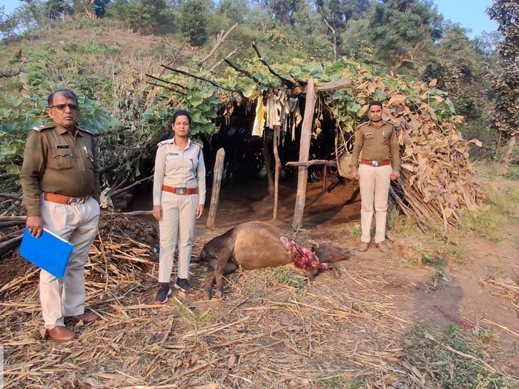 A cow tied in a farmer's shed is hunted, leaving villagers in panic ...