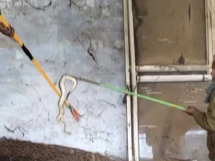 Russell's viper snake found in trolley factory