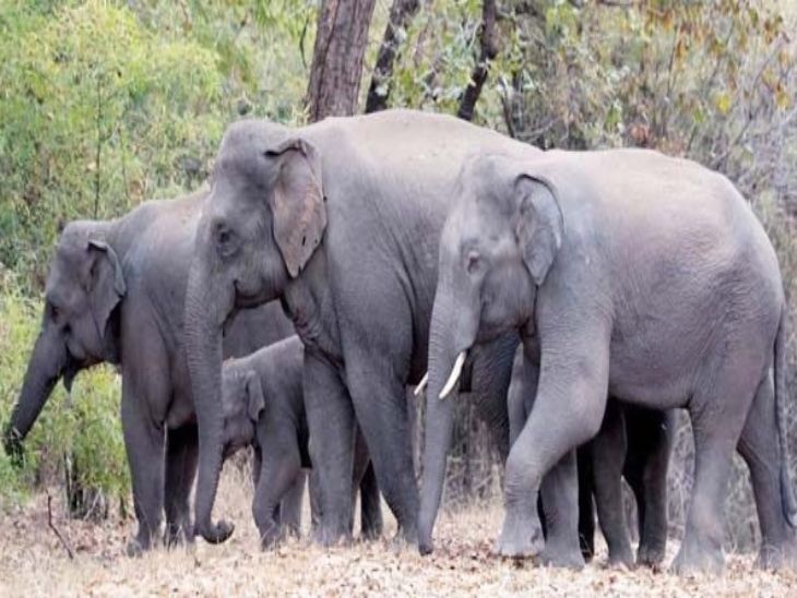 12 elephants reached Dondro in Korba, destroying crops of 17 farmers.
