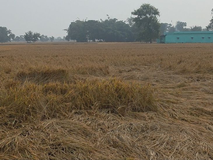 Paddy procurement begins in 80 PACS-trade boards in Aurangabad