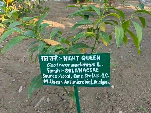Botanical garden inaugurated at BNMV College, Madhepura | मधेपुरा के ...