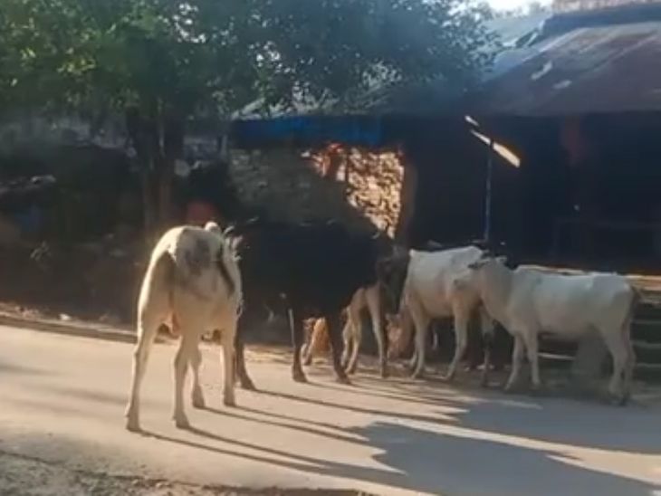 Stray animals pose a risk of road accidents in Milkipur