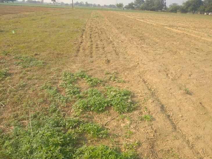 The powerful people sowed potato crop on the seized land.