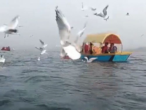 Arrival of Siberian birds at Patratu Dam