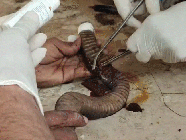 Cobra Undergoes 80-Stitch Surgery in Ujjain | 4-Veterinarian Team Saves ...