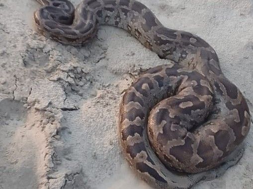 A huge python was seen on the Ganga Ghat road in Dugoli.