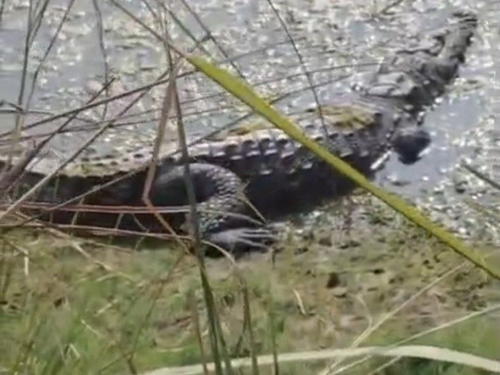 Crocodile spotted in Samanti Nagla near Piprol in Badaun | बदायूं के ...