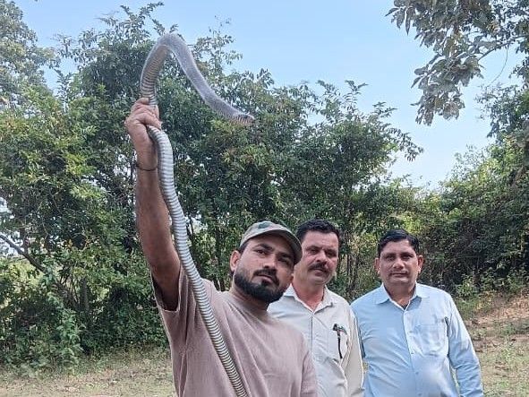 A 5-foot snake entered the kitchen in Dove village. | डोव गांव में किचन ...