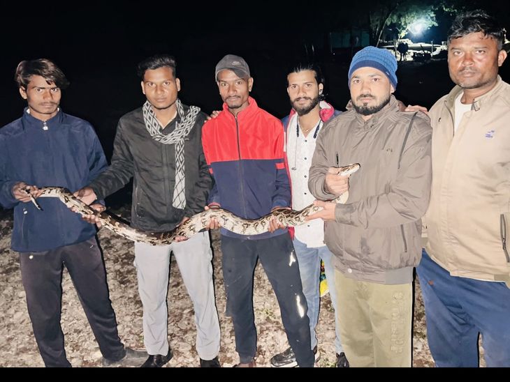 A 6-foot python was found in Itarsi's Tikhad. | इटारसी के तीखड़ में 6 ...