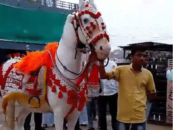 Indore Wedding Ghori Padmavati Booking Price | Shaadi Baraat
