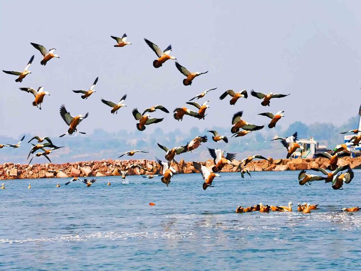 Golden winged migratory bird Chakwa reaches Nimar...