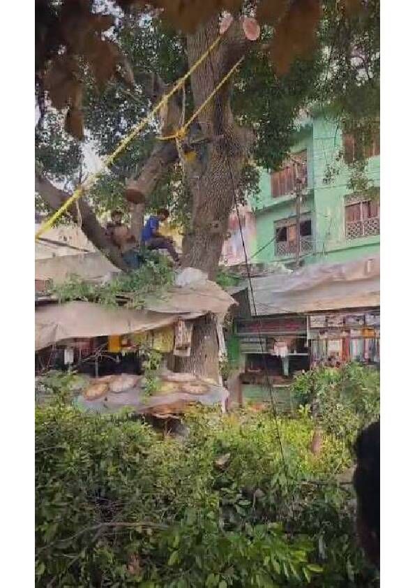 The cutting of years-old trees at the Dargah has caused resentment ...