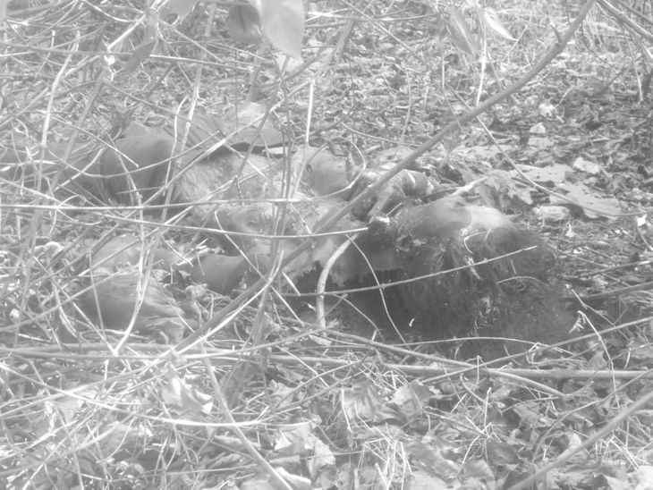 A half-naked, mutilated body was found in the Mauganj forest. | मऊगंज के जंगल में अर्धनग्न, क्षत ...