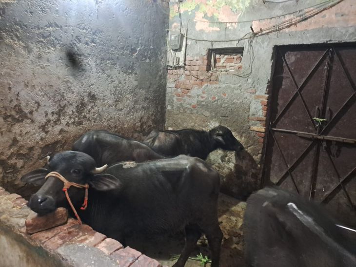 Illegal mini cattle shed busted in Meerut