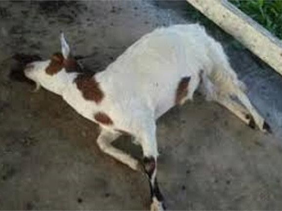 Goat dies after being hit by a speeding car