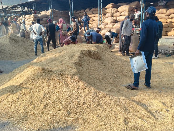 6.74 lakh quintals of paddy arrives in Raisen Mandi