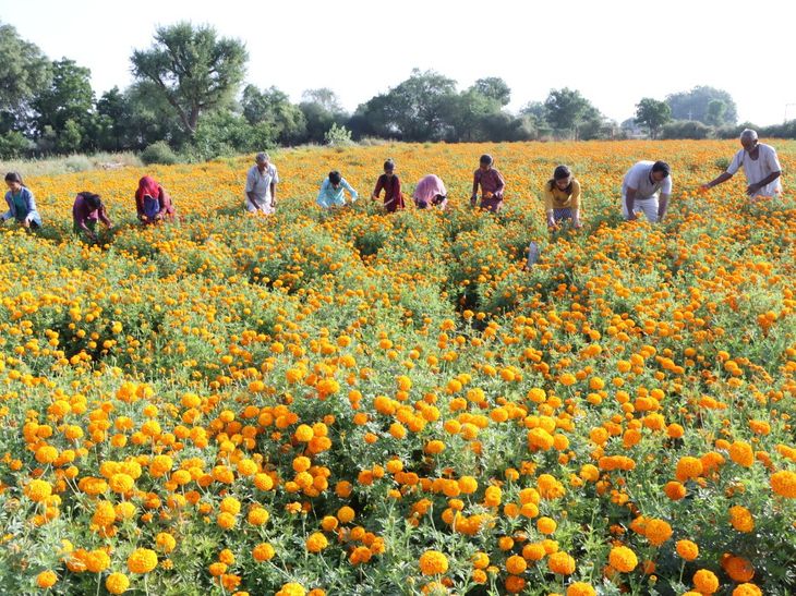 Bumper production of flowers in Tinwari-Mathania belt