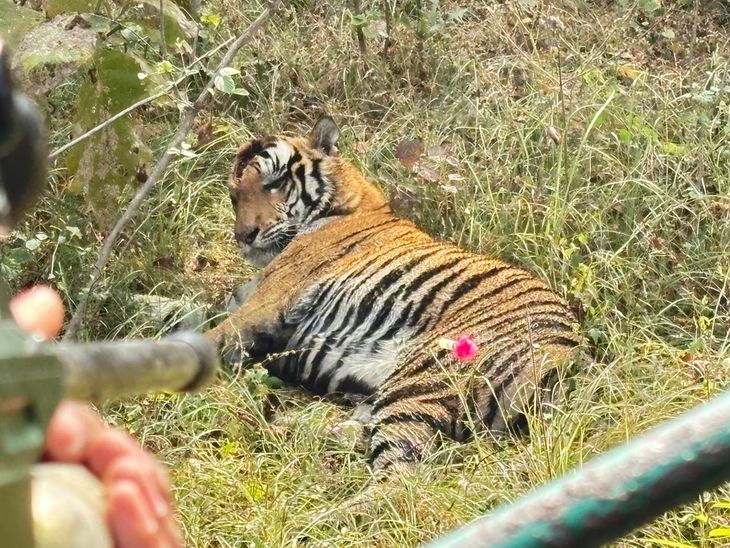 Treatment of injured tiger P-243 begins in Panna Tiger Reserve