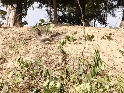 Three pythons, measuring 6 to 12 feet long, were spotted in Jaisinghpur.
