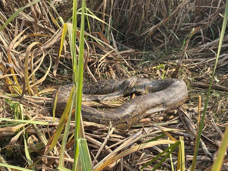15-foot-long python found in a sugarcane field, VIDEO | ईख के खेत में ...