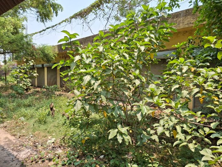 The vegetable market in Sadullah Nagar has been unused for 8 years ...